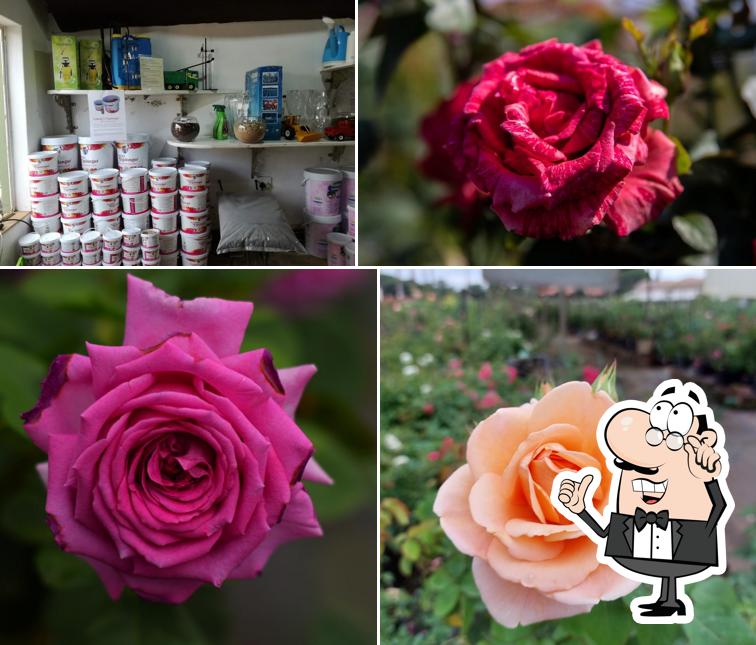 Ludwig's Roses, Pretoria - Restaurant menu, prices and reviews