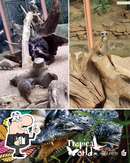 Tropical World in Leeds - Restaurant reviews