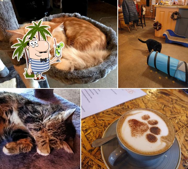 Tabby Teas in Sheffield - Restaurant menu and reviews