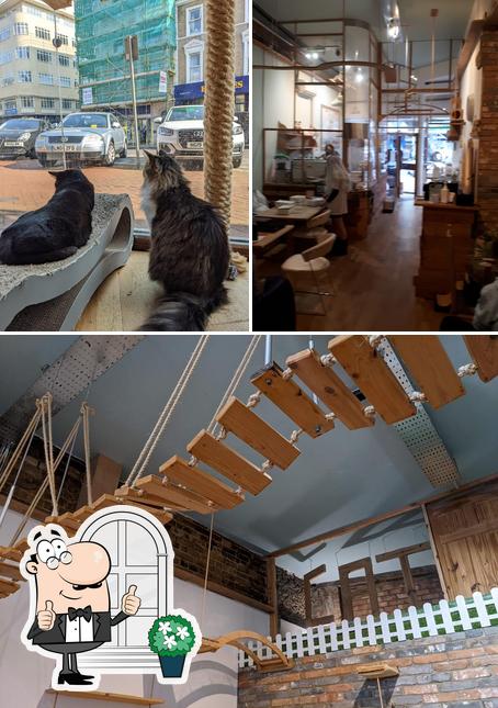 Pause Cat Café, Bournemouth - Restaurant menu, prices and reviews