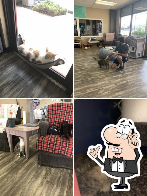 Mochas and Meows in Branson - Restaurant menu and reviews