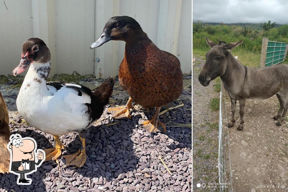 Dingle Pet Farm, Lispole - Opiniones del restaurante
