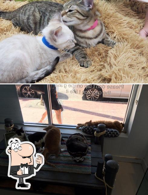 Cat Café South Beach in Miami Beach - Restaurant reviews