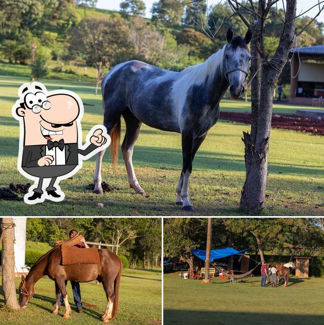 Alpha Adventure restaurant, Brasil - Restaurant reviews
