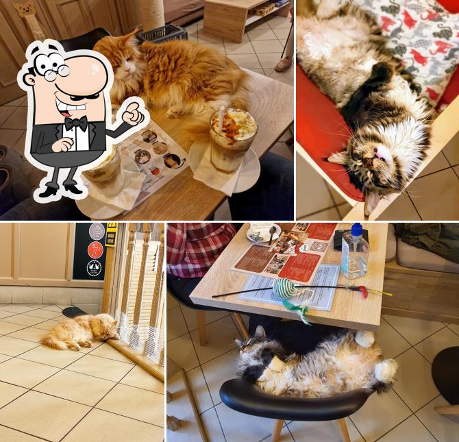 Purrfect Cat Cafe, Pécs - Restaurant reviews