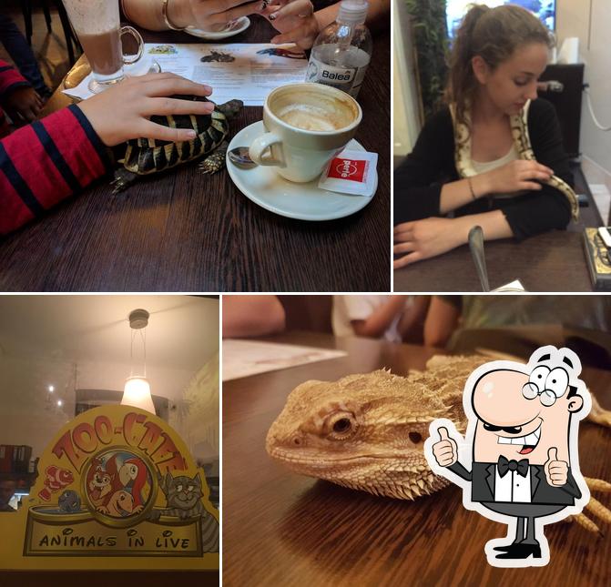 Zoo Café cafe, Budapest - Restaurant menu and reviews