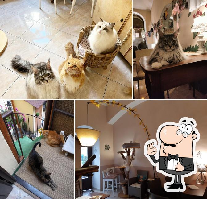 Cat Café, Prague, Anděl - Restaurant menu, prices and reviews