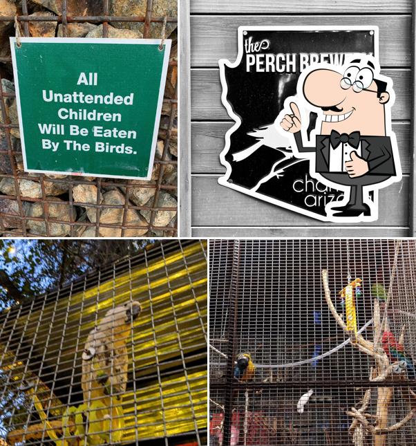 The Perch Brewery in Chandler - Restaurant menu and reviews