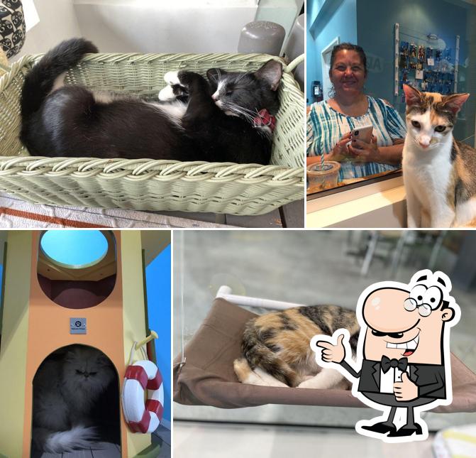 Cat Café South Beach in Miami Beach - Restaurant menu and reviews
