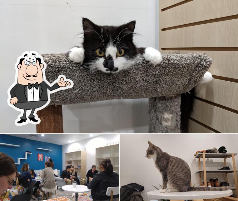 Cat Cafe on Whyte, Edmonton - Restaurant menu, prices and reviews