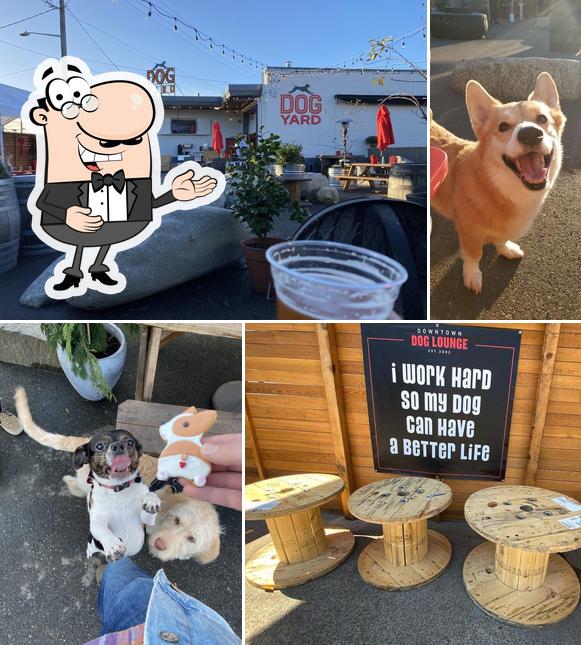Dog Yard in Seattle - Restaurant reviews