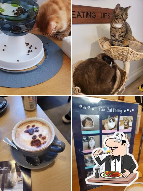 Cat Cafe Liverpool in Liverpool - Restaurant reviews