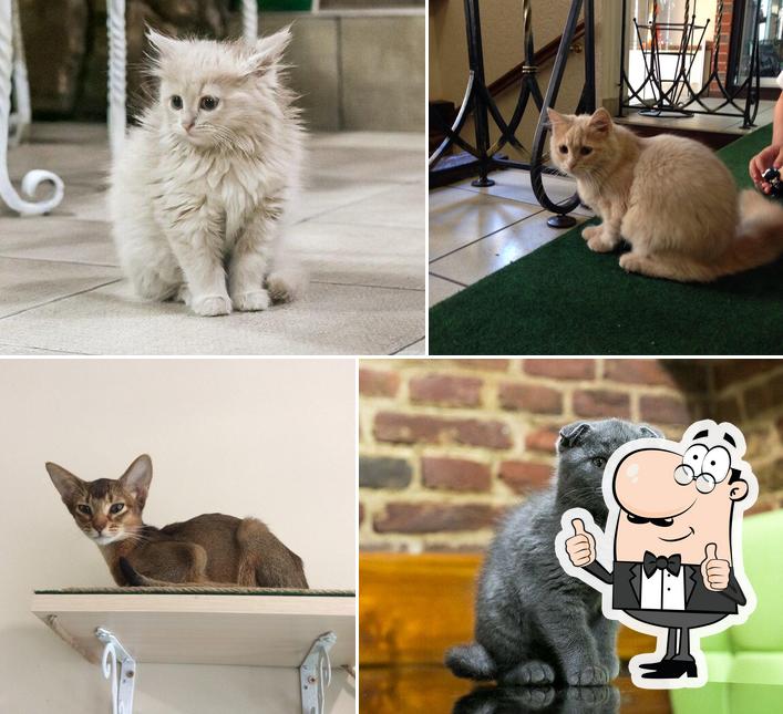 Cat Cafe, Lviv, Henerala Hryhorenka - Restaurant menu and reviews