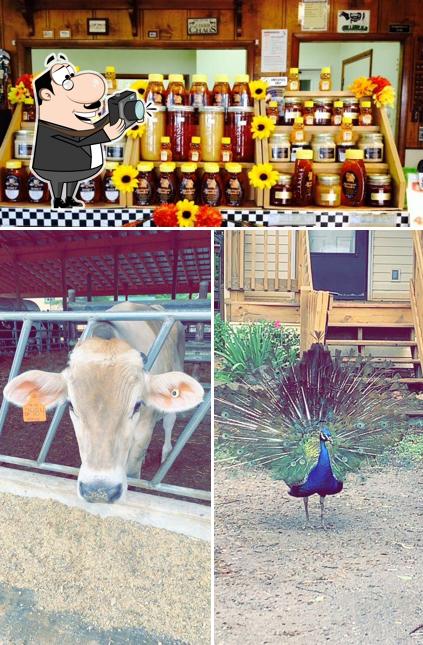 Calder Dairy & Farm in USA - Restaurant menu and reviews