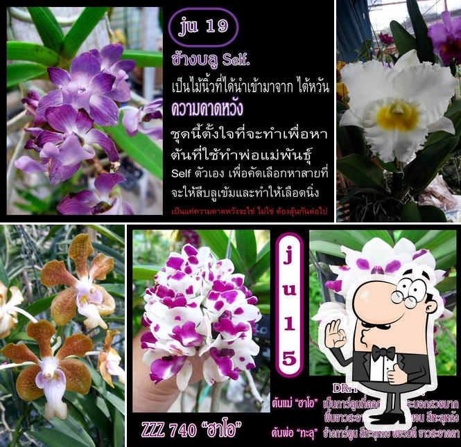 TK Orchid, Phitsanulok