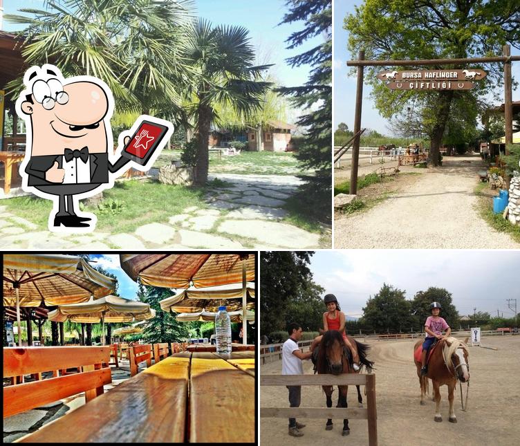 Bursa Haflinger Farm, Turquía, ÇELTİKKÖY MAH. YENİYOL CADNO:29 ...