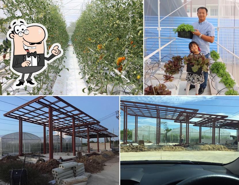 Ampere Origin Farm restaurant, Khlong Nueng