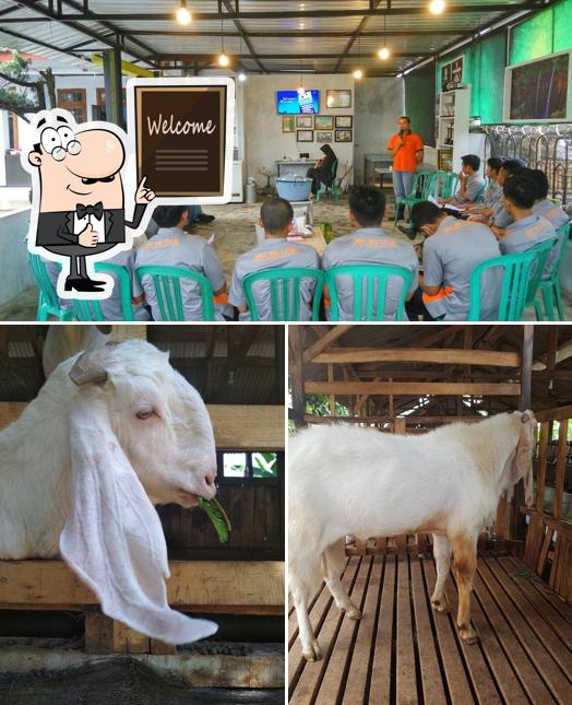 Goatzilla Farm cafe, Senduro - Restaurant reviews