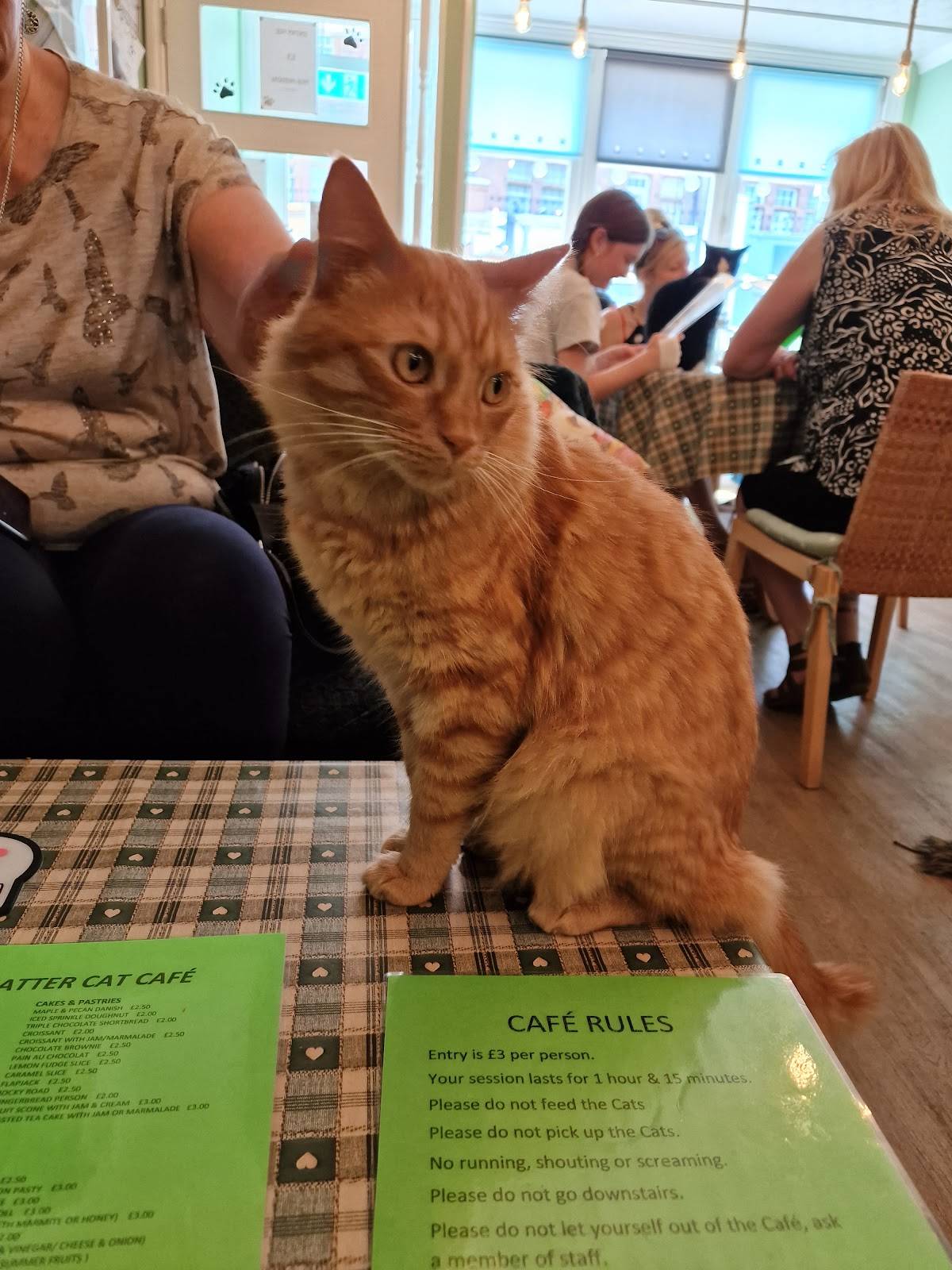 Menu at The Mad Catter Cat Cafe, Eastbourne