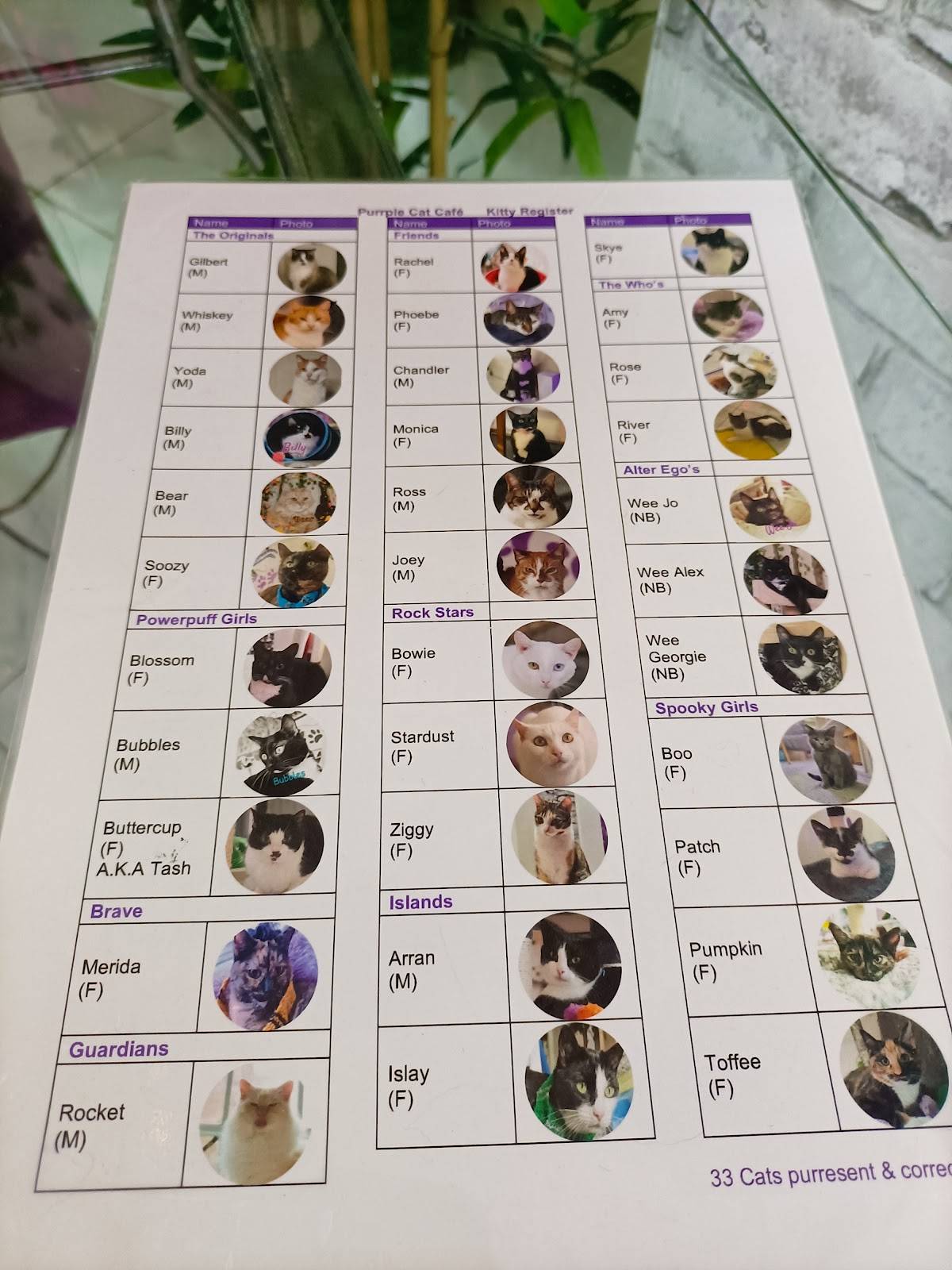 Purrple Cat Cafe Food Menu at Charlott Leff blog