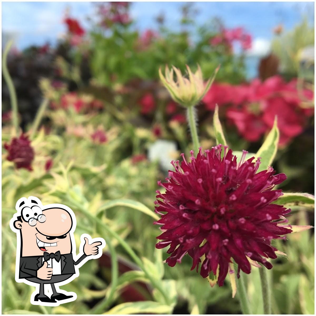 Milestone Garden Centre in Saint Boswells - Restaurant reviews