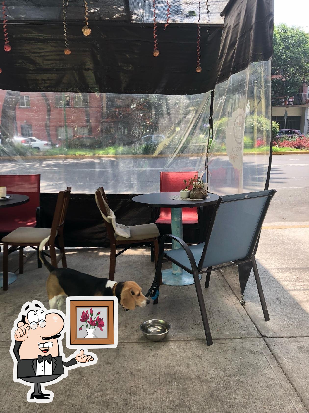 Apapacho Café, Ciudad de México, C. Dr. José María Vértiz 904-B ...