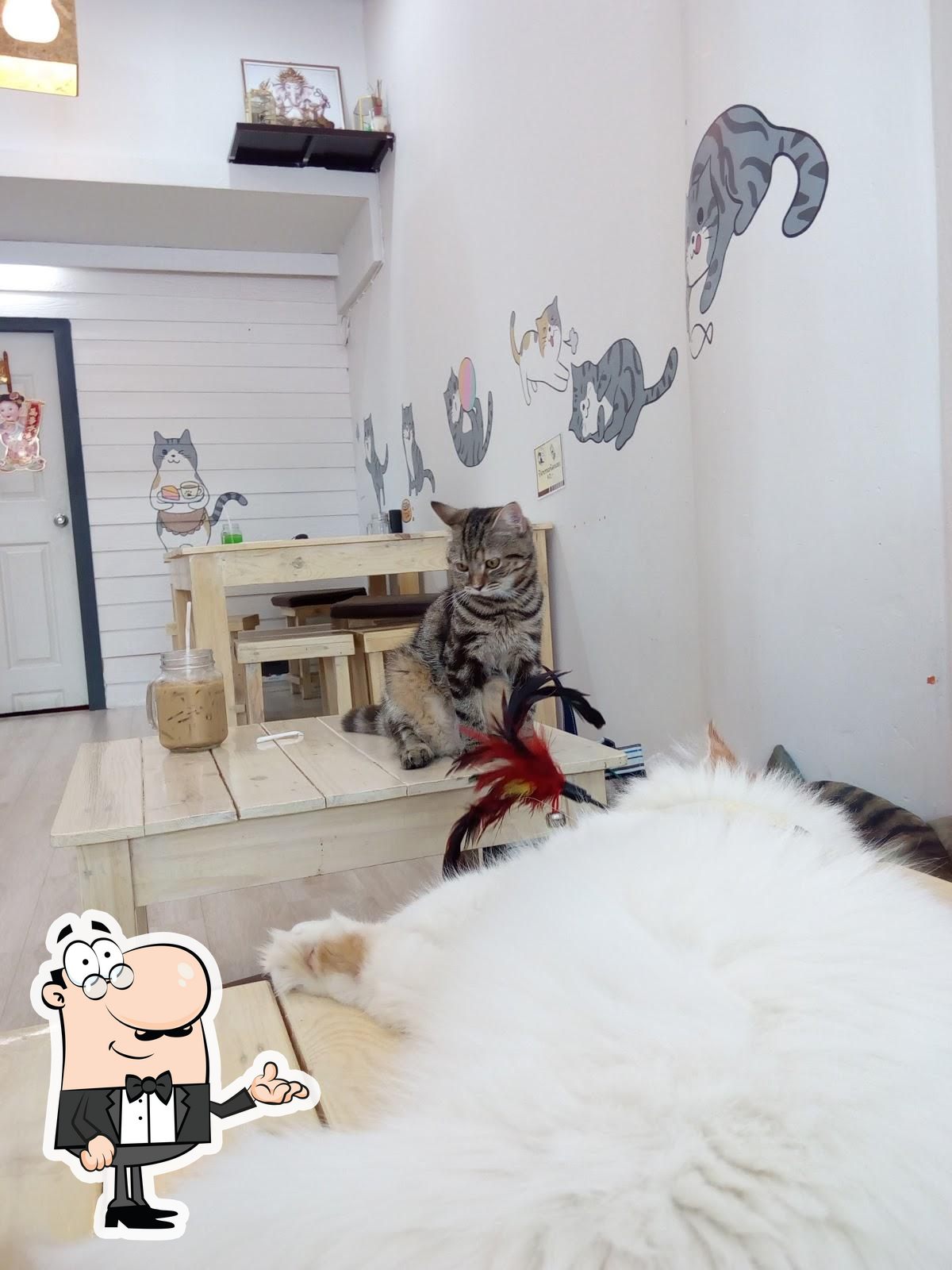 Cat Mania Cafe, Bangkok - Restaurant reviews