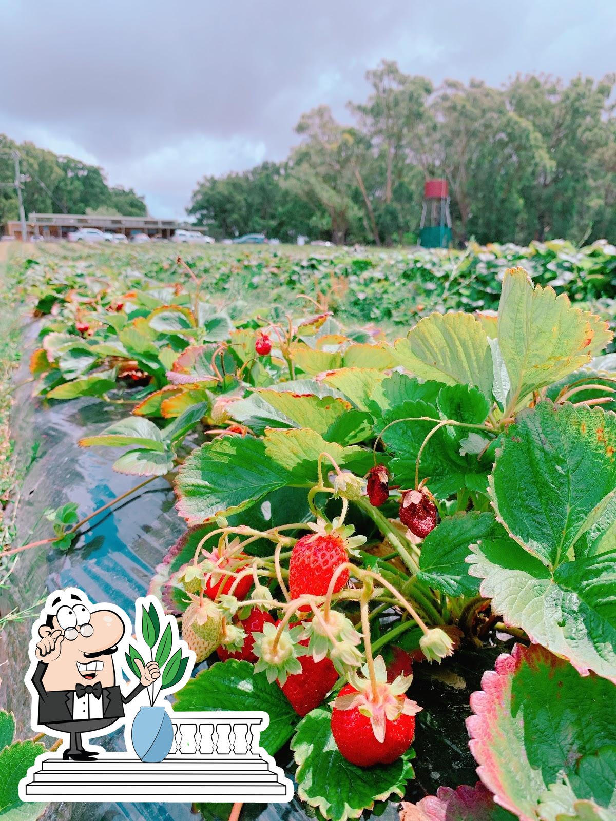 Berry World PYO Strawberries and Berry Good Thai Restaurant, Timboon ...