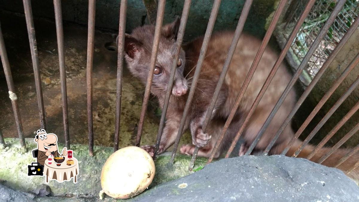 LUBAK BALI LUWAK COFFEE cafe, Индонезия