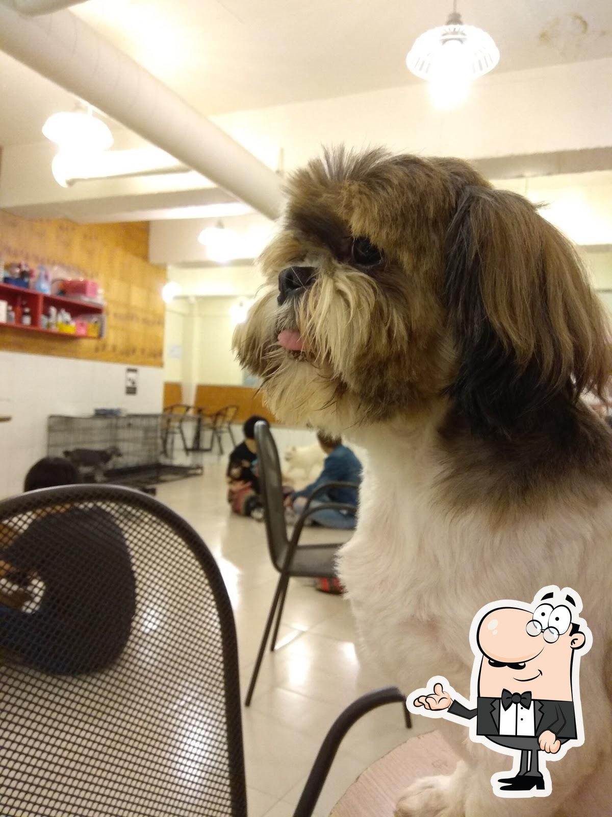 Cat Dog Cafe, Daegu - Restaurant reviews