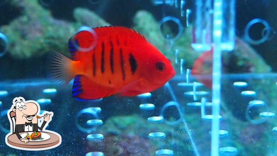 Beautiful sea fish, Nonthaburi