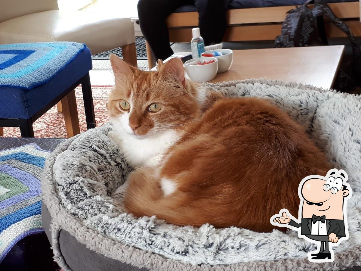 Cool For Cats Cafe in Newton Abbot - Restaurant menu and reviews