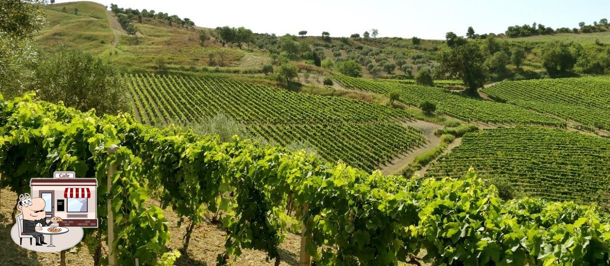 Brigante Vigneti & Cantina, Cirò - Restaurantbewertungen