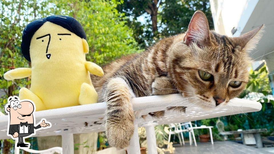 CatNip Cafe, Bangkok - Restaurant reviews