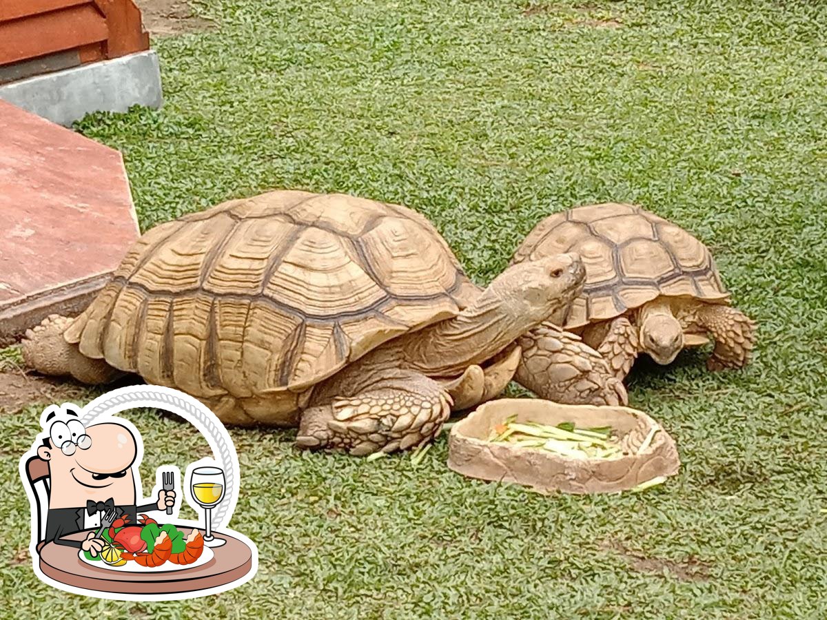 Cimory Dairyland Farm Theme Park Puncak, Indonesia - Restaurant reviews