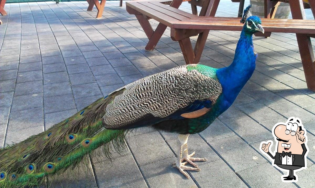 Hamilton Zoo in Hamilton - Restaurant reviews