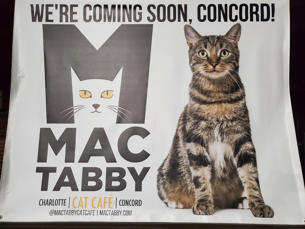 Mac Tabby Cat Cafe - Concord in Concord - Restaurant reviews