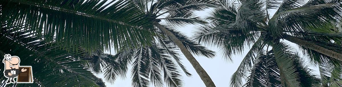 Under The Palm Tree, Istanbul