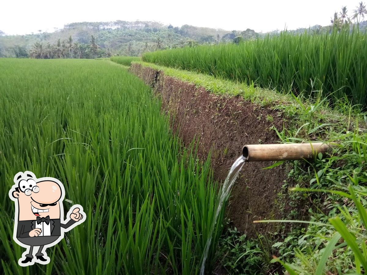 YACOB PADI SAWAH cafe, Kalipuro - Restaurant reviews