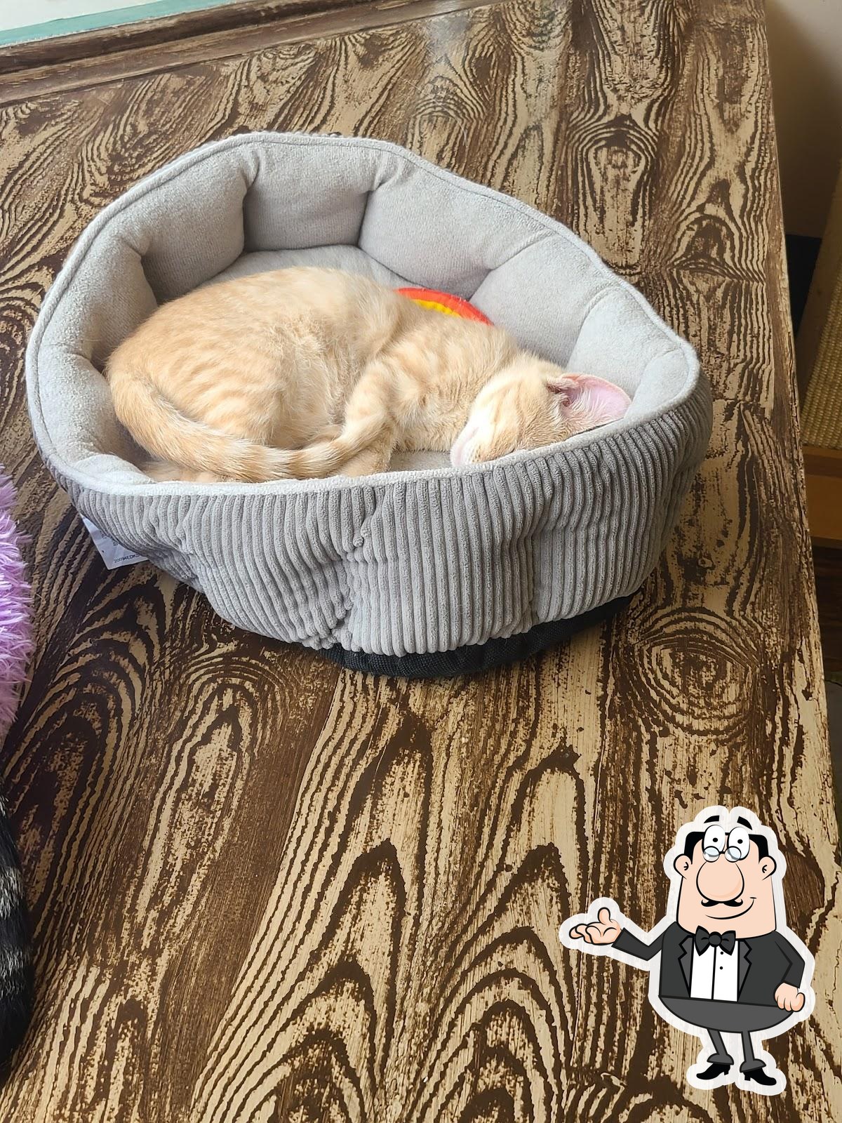 MeWow Cat Cafe, Doylestown - Restaurant menu, prices and reviews