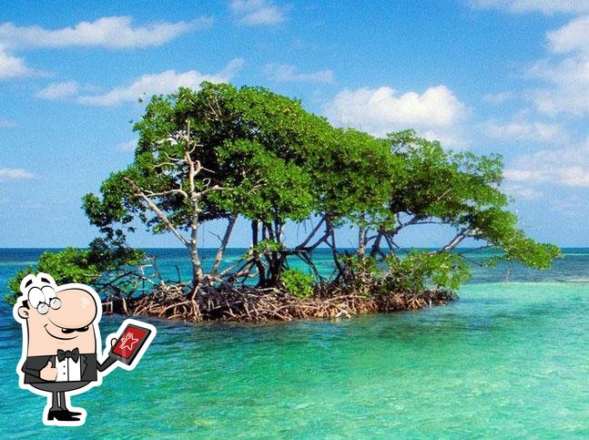 The Mangrove in Key West