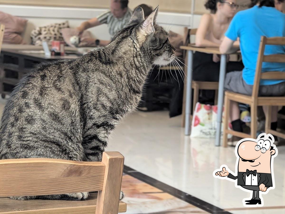 Cat Cafe, Budapest, Bajcsy-Zsilinszky út - Restaurant menu, prices and ...
