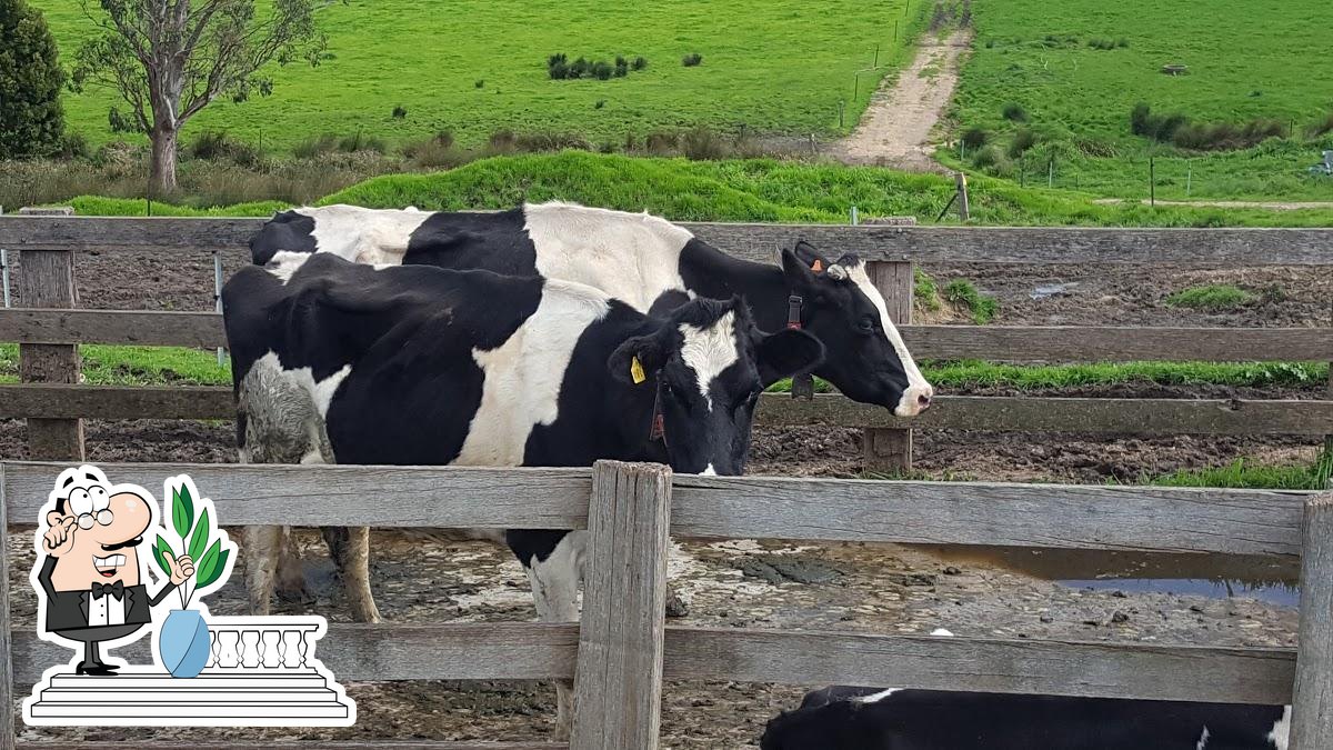 Pyengana Dairy Company, 163 St Columba Falls Rd in Pyengana ...