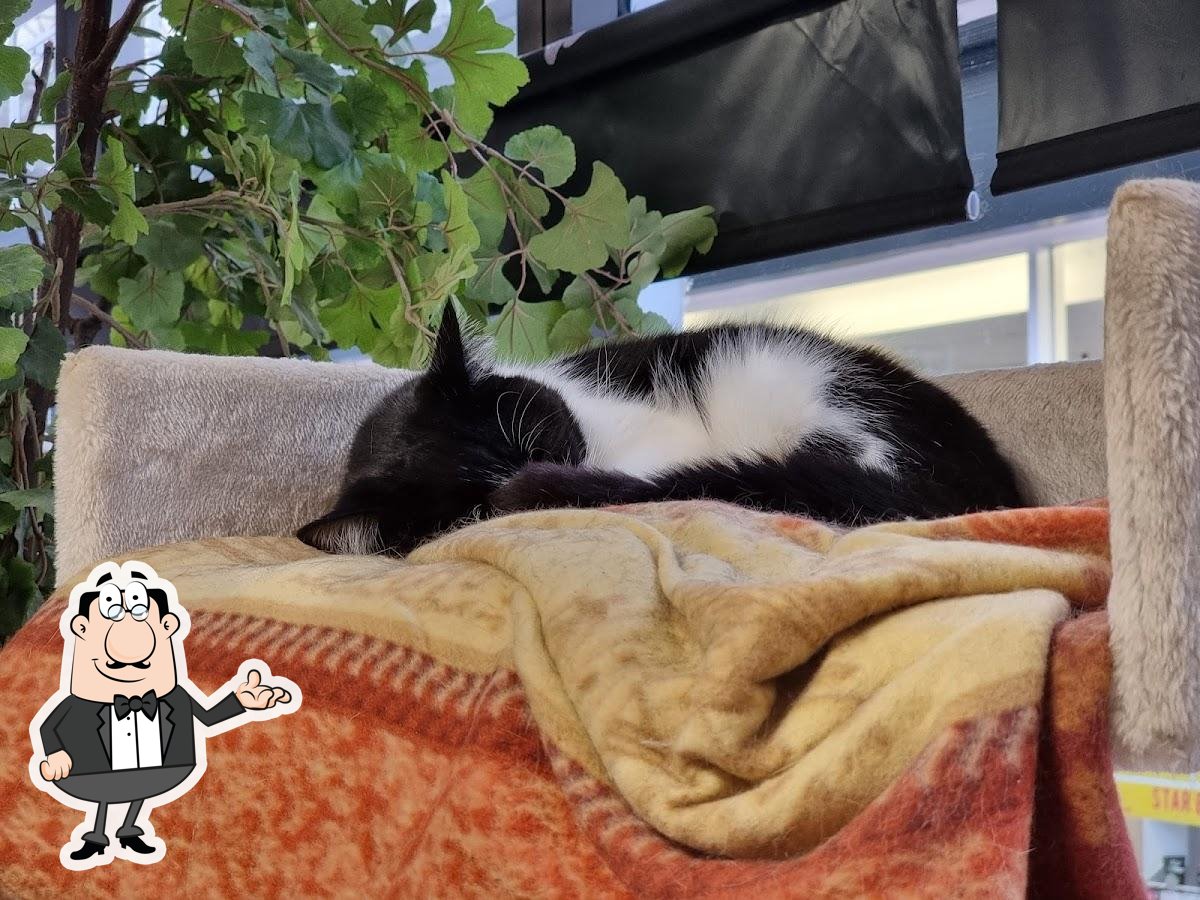 Paws Cat Cafe, Tonbridge - Restaurant menu, prices and reviews