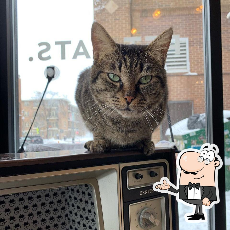 Sip & Purr Cat Café in Milwaukee - Restaurant menu and reviews