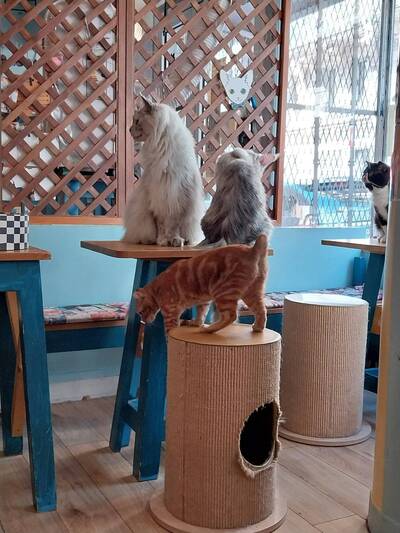 Chat Mallows Café 10€/pers Age 6+ only, Paris - Restaurant menu, prices ...