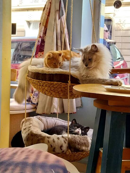Chat Mallows Café 10€/pers Age 6+ only, Paris - Restaurant menu, prices ...