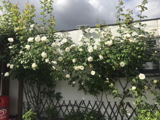 Little Cottage Cafe, Croydon - Restaurant menu, prices and reviews