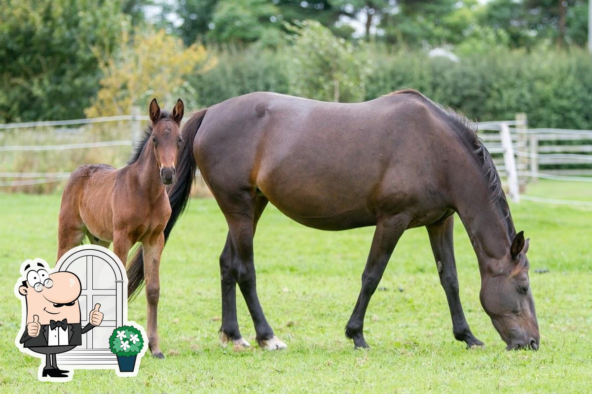 World Horse Welfare Penny Farm in Blackpool - Restaurant reviews