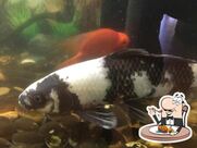 Lin Garden 2 in Poinciana - Restaurant menu and reviews